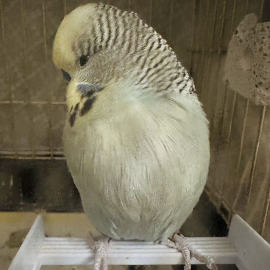Волнистый попугай ручной