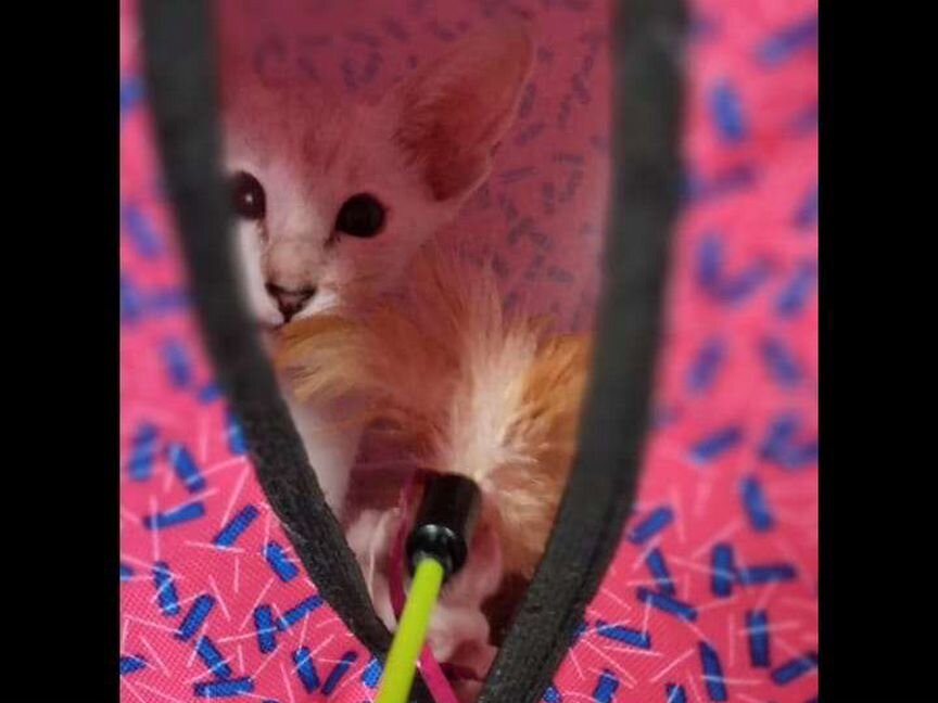 Котопёсики