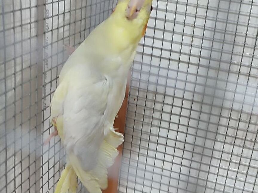 Попугай корелла