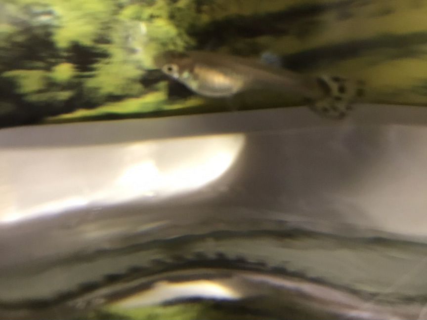 Самочки Гуппи