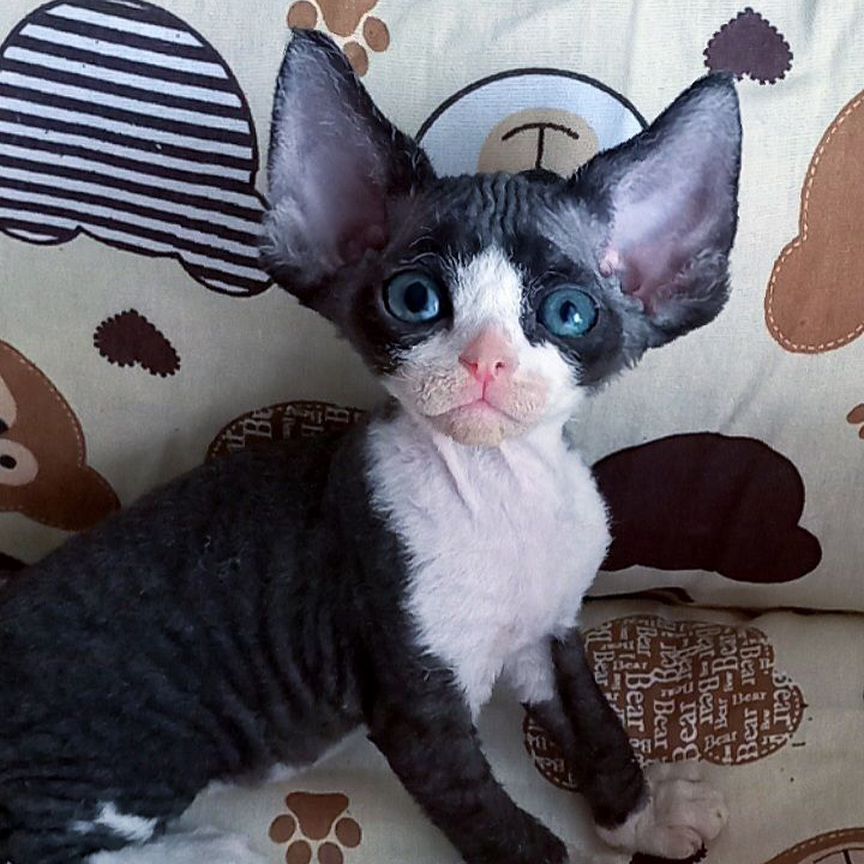 Любимый ушастик