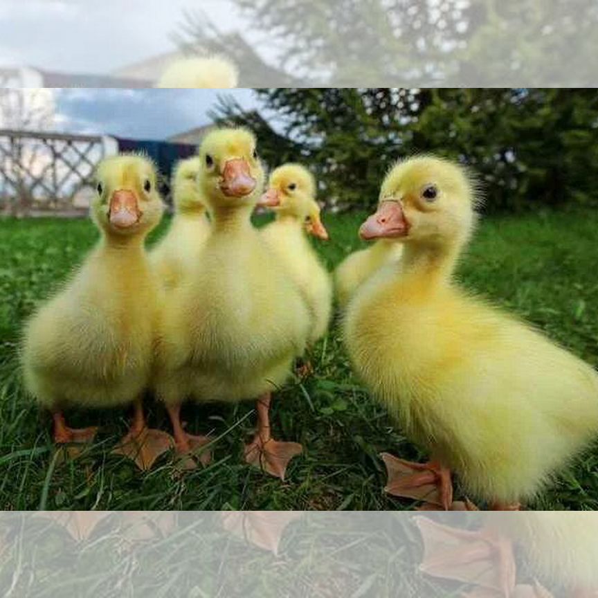 Холмогорские гуси