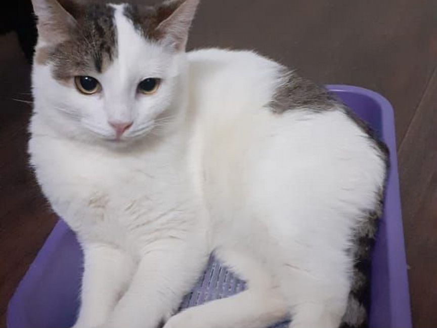 Котёнок Елисей