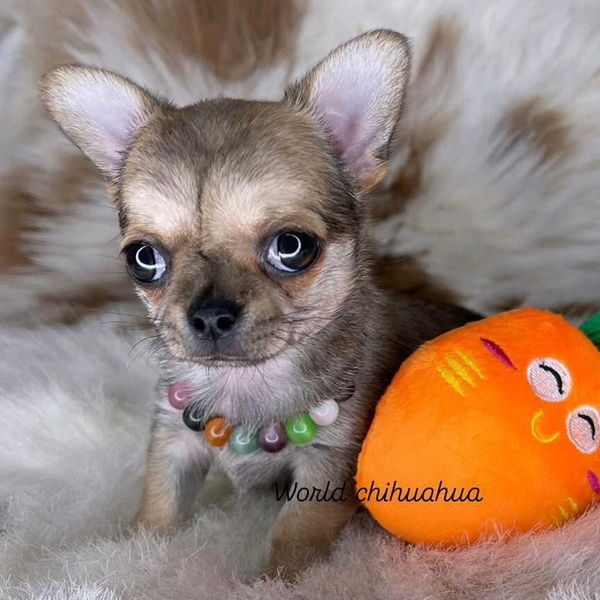 Крошечный Мини Малыш