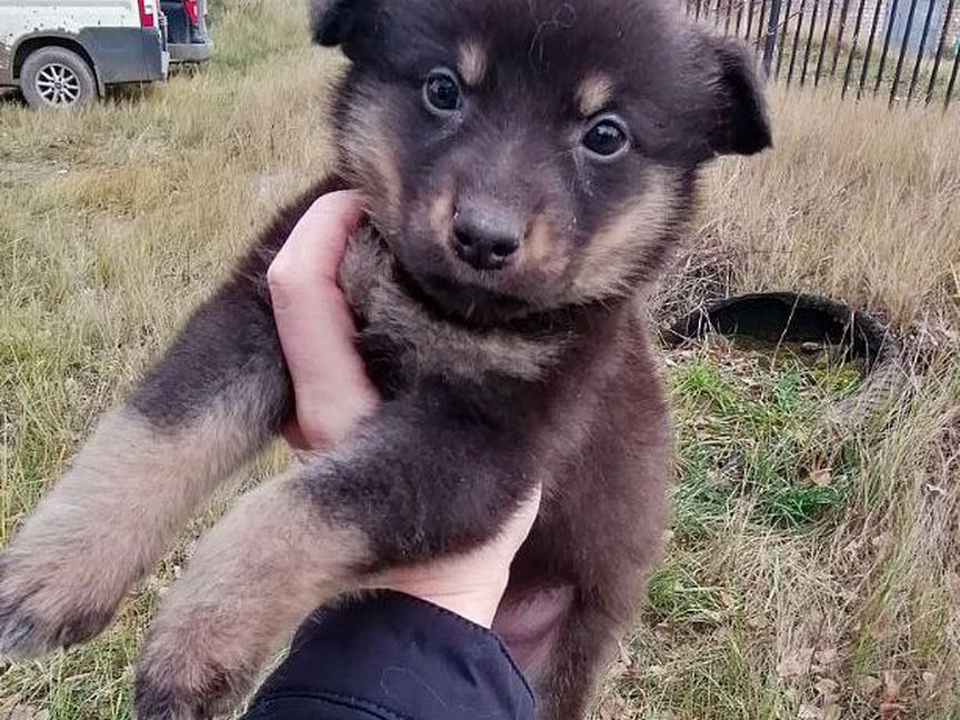 Щенок дворняжка в добрые руки