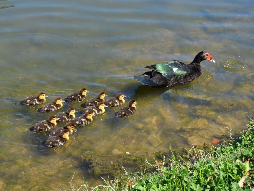 Утёнок индоутки шипун