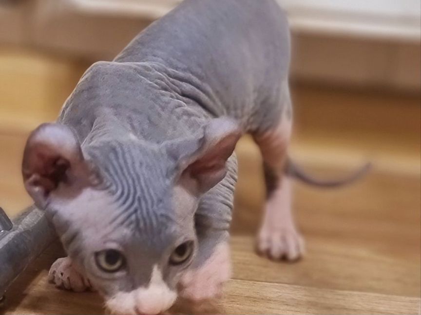 Канадский сфинкс эльф котенок