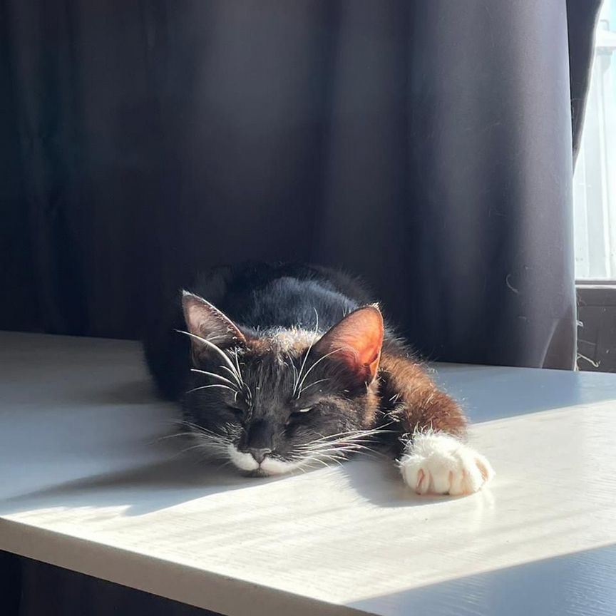 Кошка Девочка 1 год