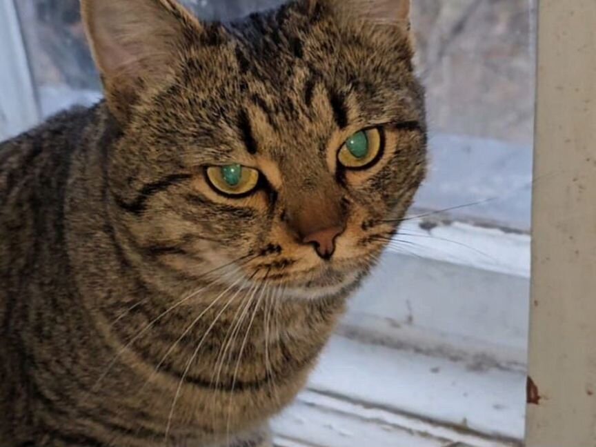 Котики бесплатно