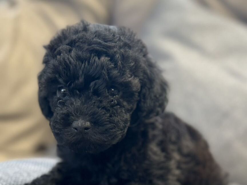 Той-пудель тикап девочка