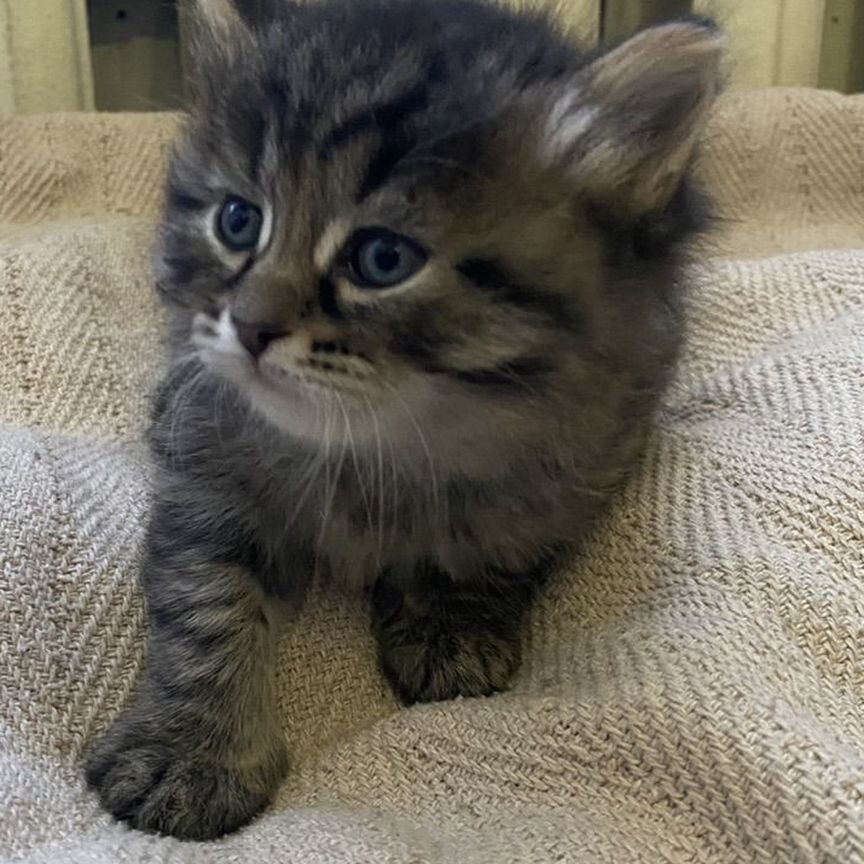 Британский длинношёрстный котёнок