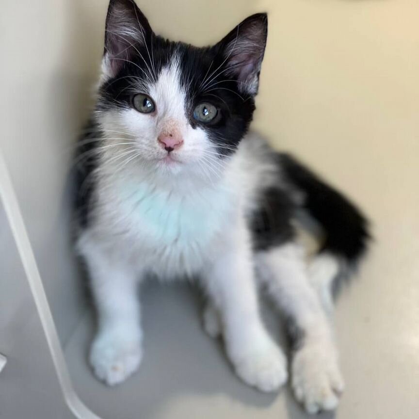 Милый котенок в добрые руки бесплатно