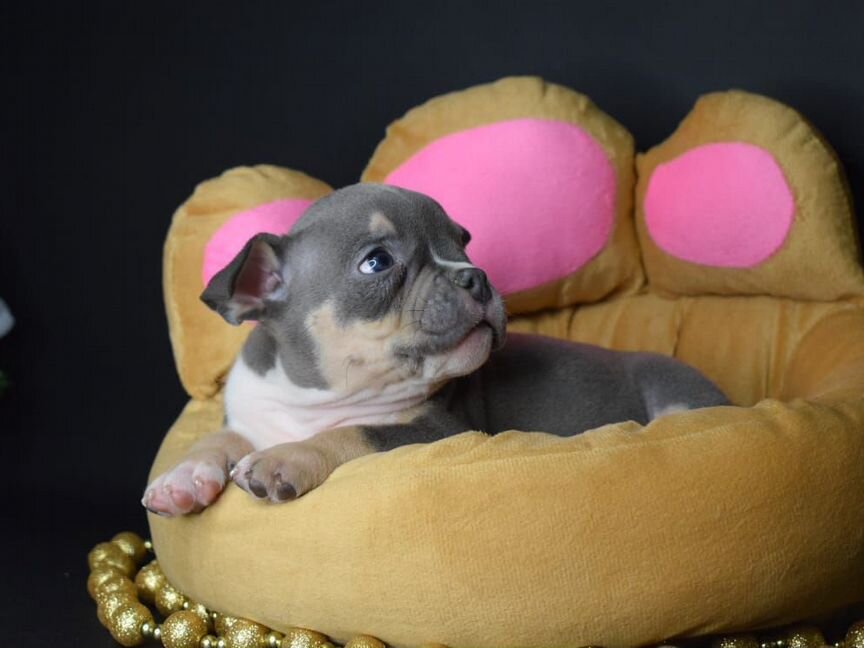 Бомбический мальчик