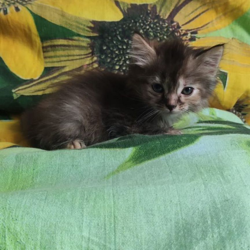 Котята