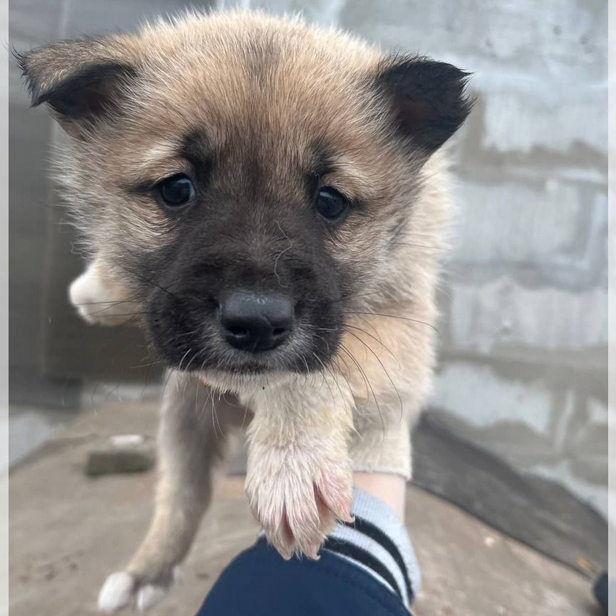 Среднеазиатская овчарка, щенок