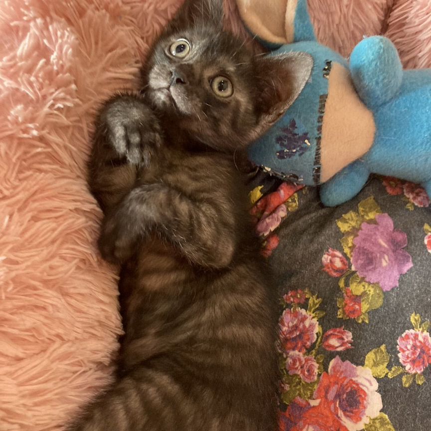 Котенок