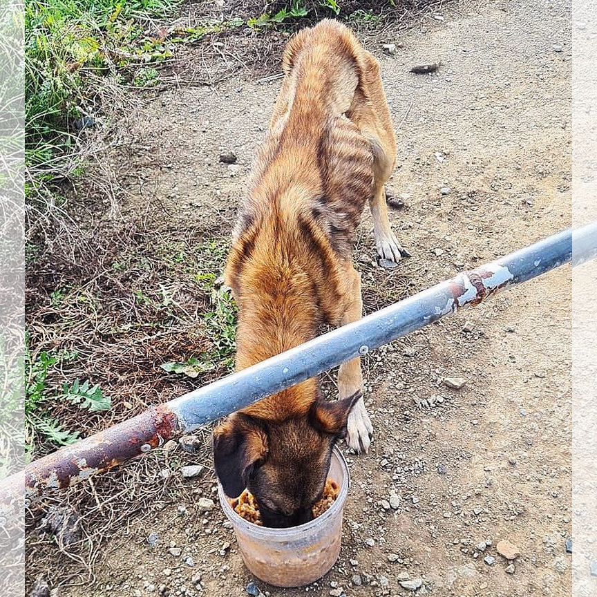 Взрослая собака в добрые руки