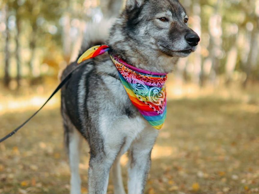 Пёс из приюта ищет дом