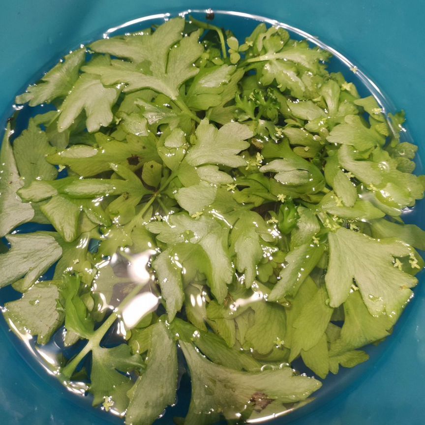 Аквариумное растение