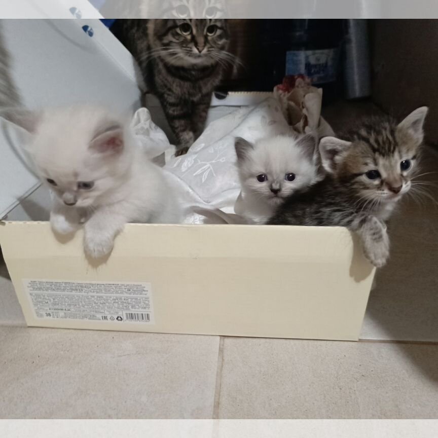 Котята новогодние