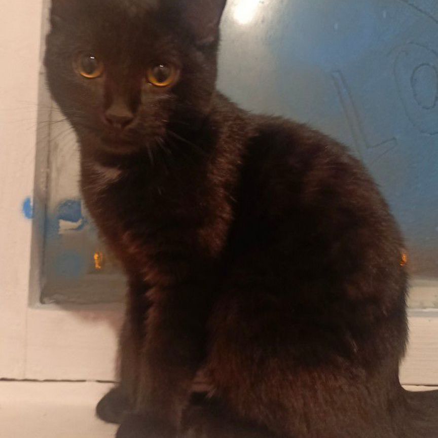 Черный котенок в добрые руки