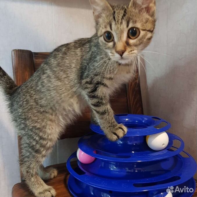 Котёнок Ника