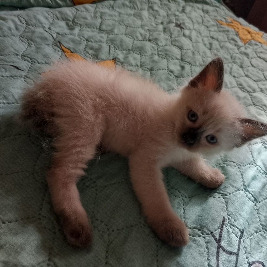 Котята мегонского бобтейла