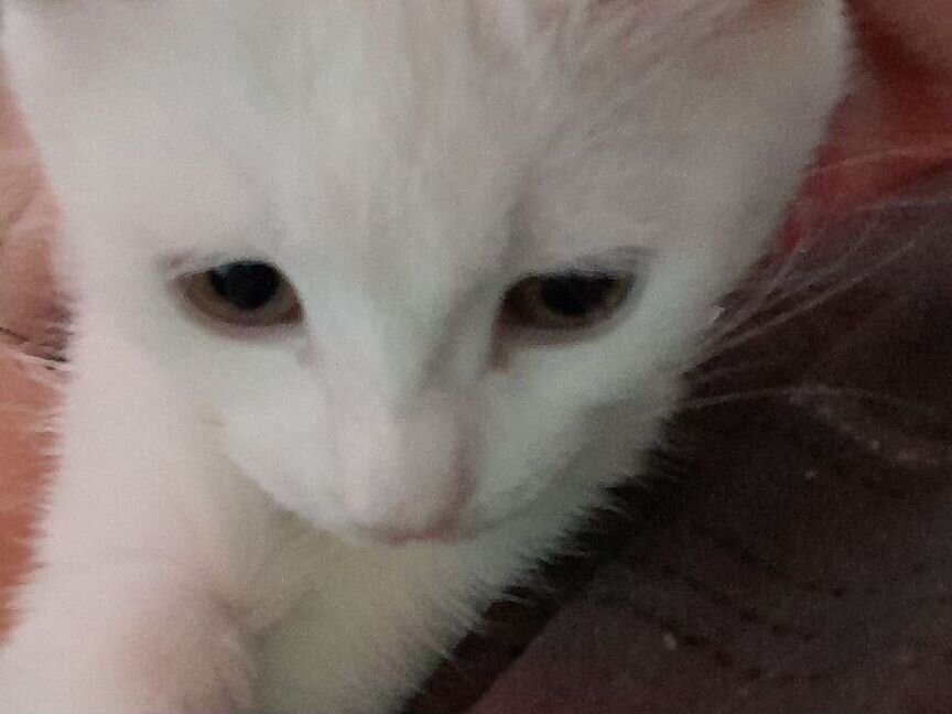 Турецкая ангора короткошерстная