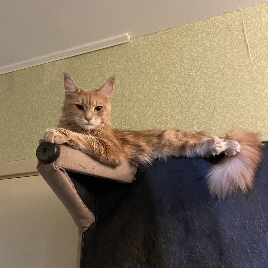 Мейн-кун, взрослая кошка