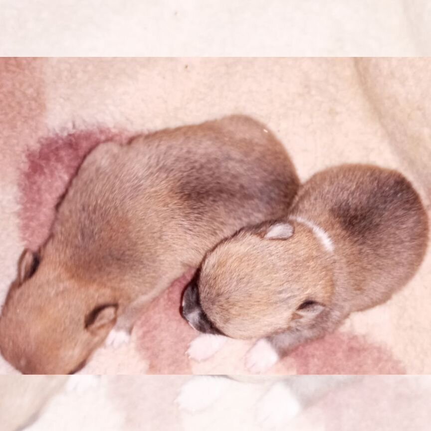 Чихуахуа, щенок