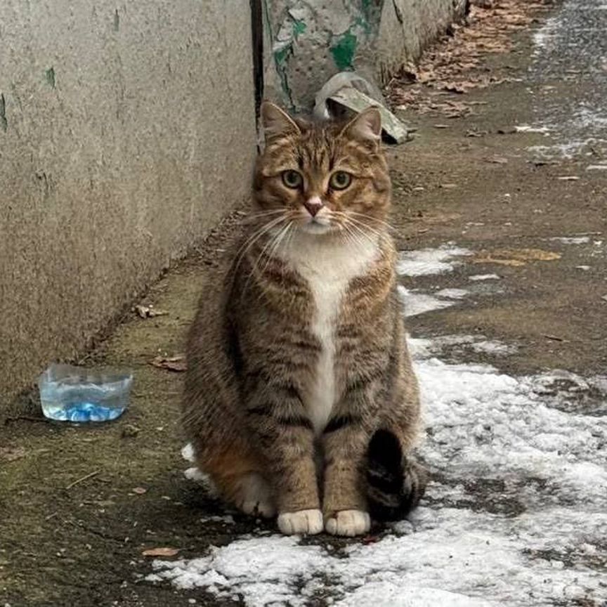 Кошечка в добрые руки