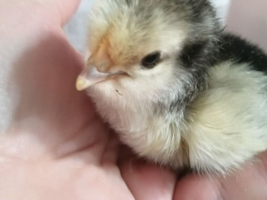 Цыплята несушки