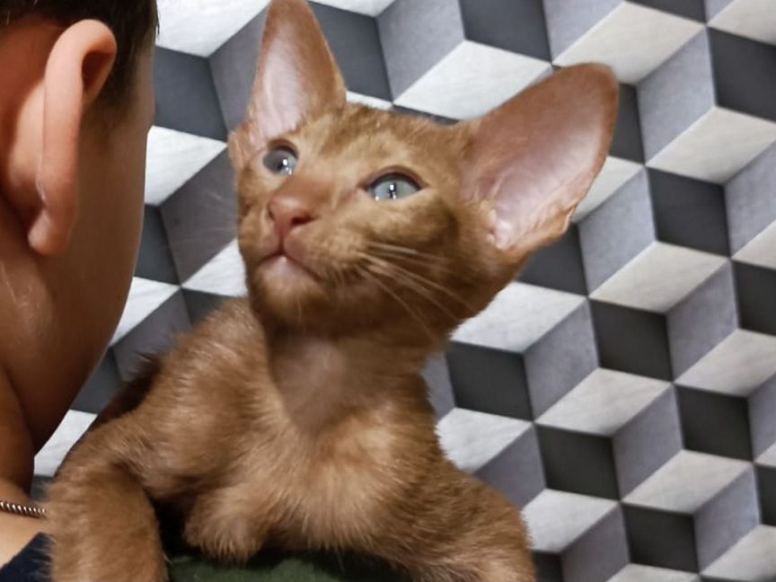 Девочка цинамон