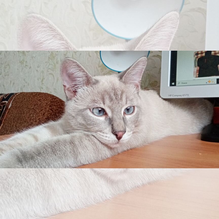 Взрослый кот в добрые руки