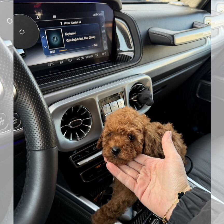 Мальтипу, щенок