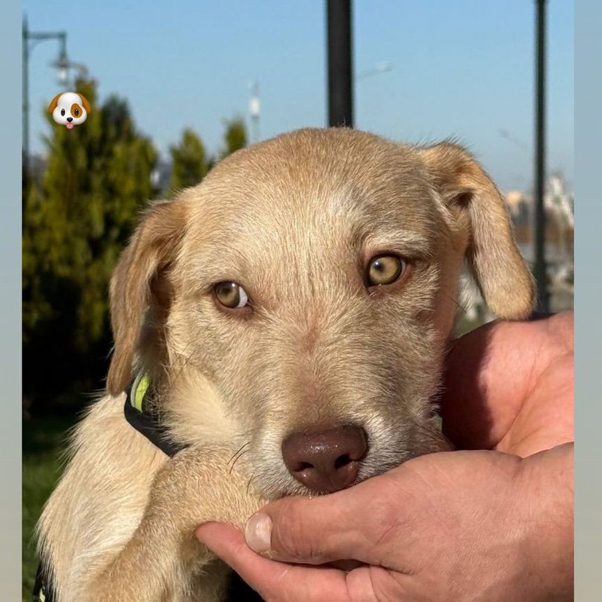 Щенок в добрые руки бесплатно