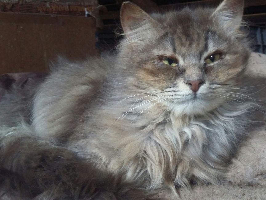 Кошечка