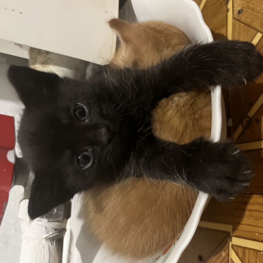 Котёнок в добрые руки