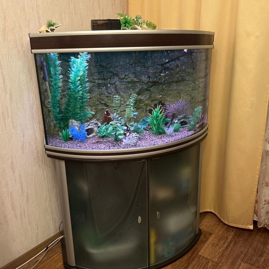 Аквариум с сомиками