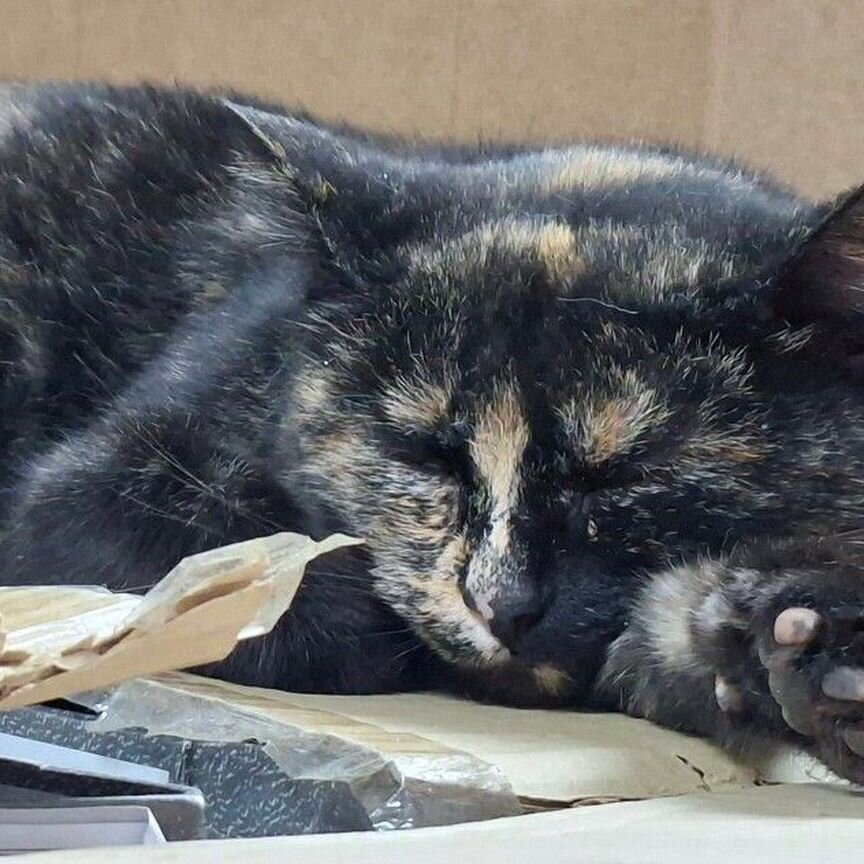 Взрослая кошка в добрые руки