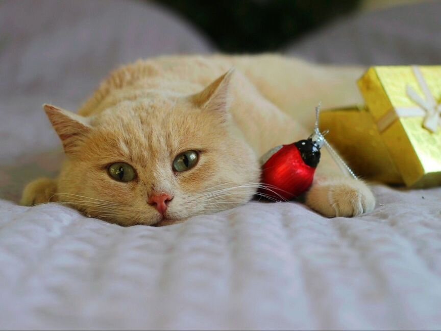 Шарик