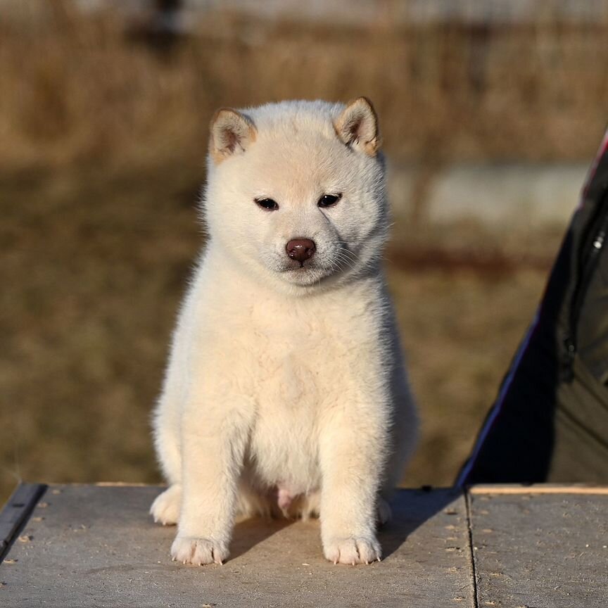 Сиба белый окрас мальчик