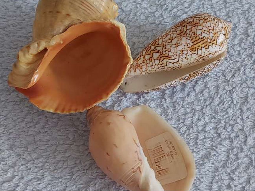 Морские ракушки раковины