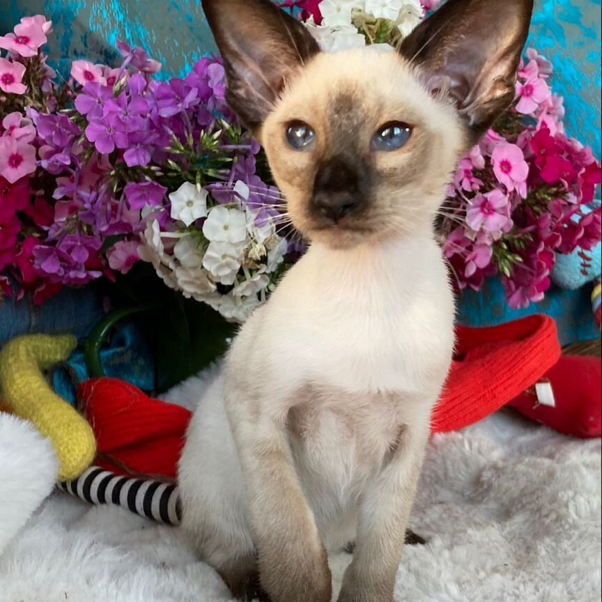 Котенок Гав (девочка)