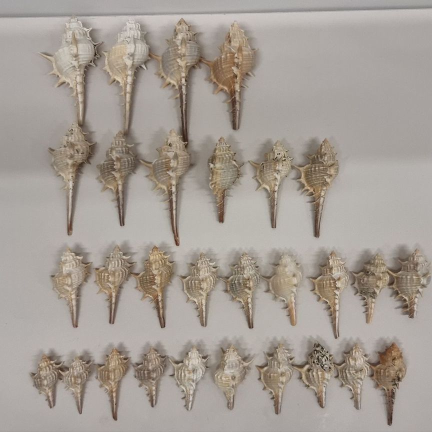 Ракушки мурекс