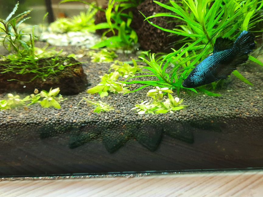 Отдам самку петушка