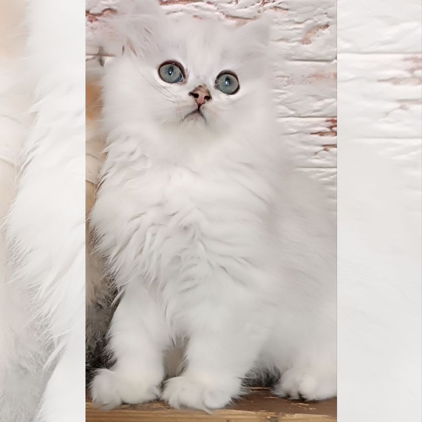 Британский длинношёрстный котёнок