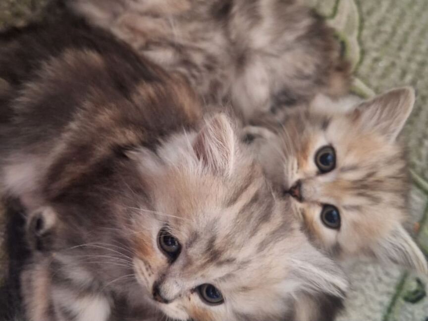 Отдадим в добрые руки котят от шотландской кошки
