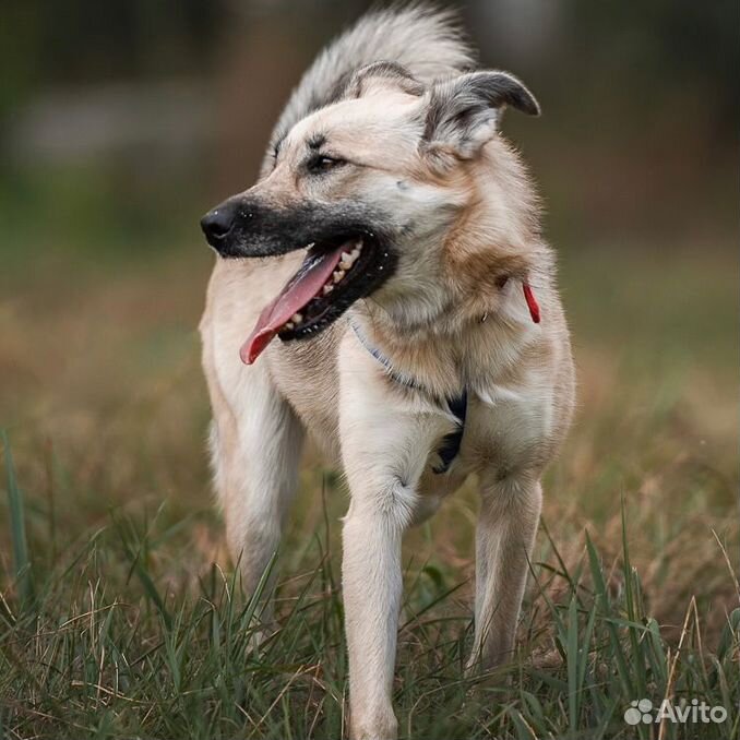 Эльза ищет дом