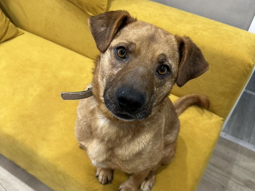 Собака в добрые руки